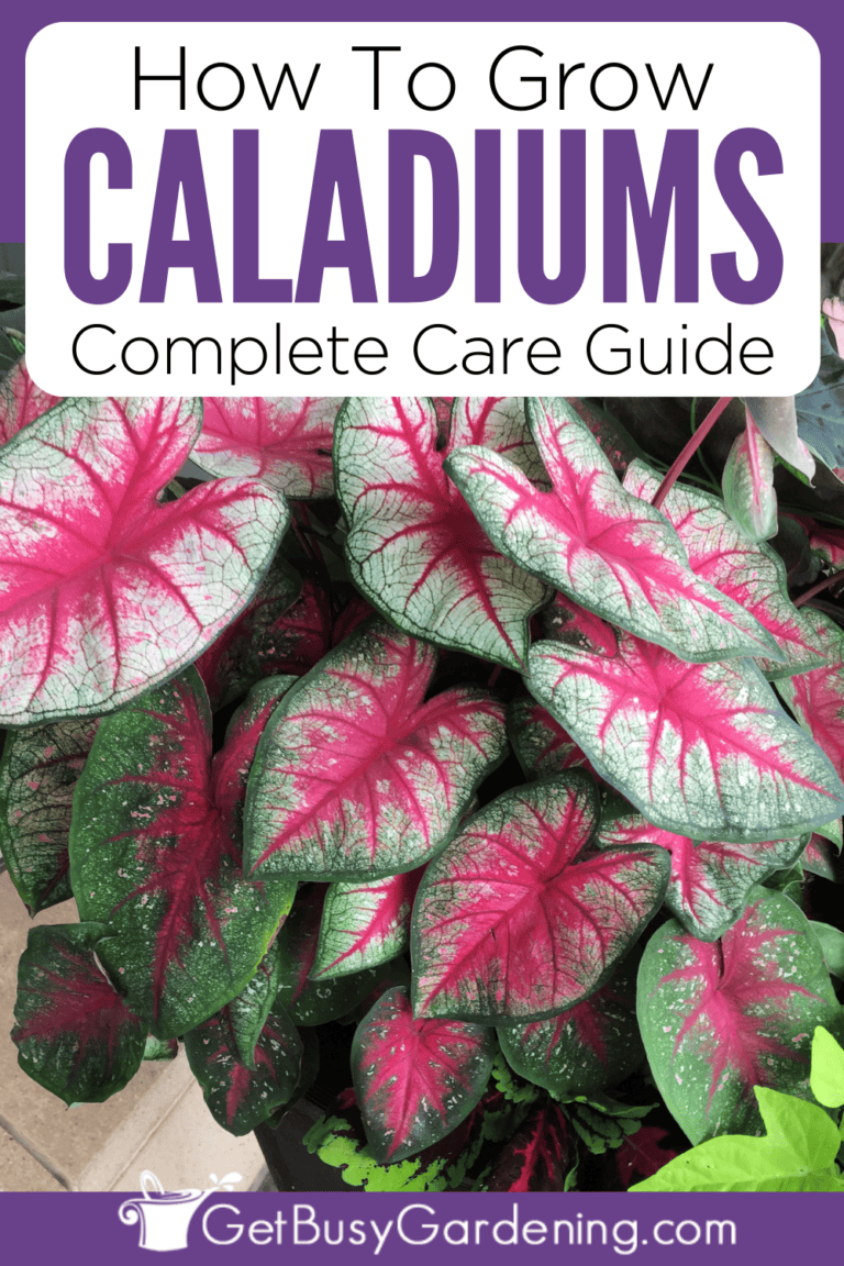 Caladium Plant Care & Growing Guide - Get Busy Gardening