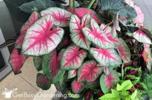 Caladium Plant Care & Growing Guide - Get Busy Gardening