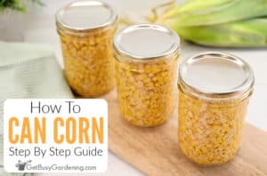 Canning Corn - The Complete How To Guide - Get Busy Gardening