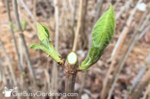 Pruning Hydrangeas: Complete Step-By-Step Guide - Get Busy Gardening