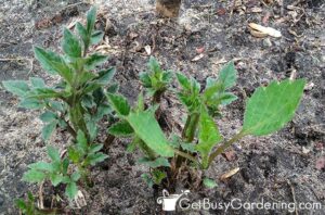 Dahlia Plant Care & Complete Growing Guide - Get Busy Gardening