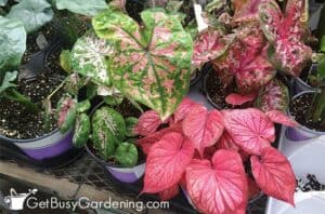 Caladium Plant Care & Growing Guide - Get Busy Gardening