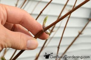 Pruning Hydrangeas: Complete Step-By-Step Guide - Get Busy Gardening