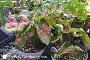Caladium Plant Care & Growing Guide - Get Busy Gardening