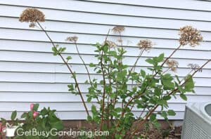 Pruning Hydrangeas: Complete Step-By-Step Guide - Get Busy Gardening