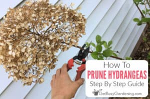 Pruning Hydrangeas: Complete Step-By-Step Guide - Get Busy Gardening