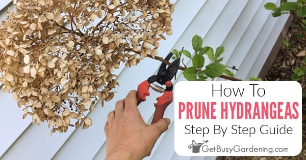 Pruning Hydrangeas: Complete Step-By-Step Guide - Get Busy Gardening