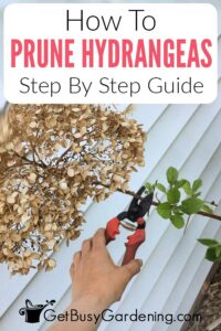 Pruning Hydrangeas: Complete Step-By-Step Guide - Get Busy Gardening