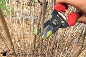 Pruning Hydrangeas: Complete Step-By-Step Guide - Get Busy Gardening