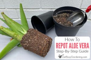Repotting Aloe Vera: When & How To Do It Step By Step - Get Busy Gardening