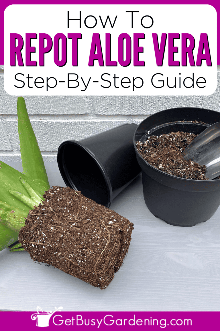 Repotting Aloe Vera: When & How To Do It Step By Step - Get Busy Gardening