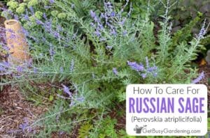 Russian Sage Plant Care & Growing Guide - Get Busy Gardening