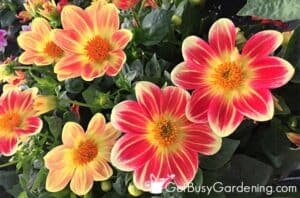 Dahlia Plant Care & Complete Growing Guide - Get Busy Gardening