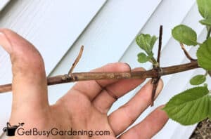 Pruning Hydrangeas: Complete Step-By-Step Guide - Get Busy Gardening