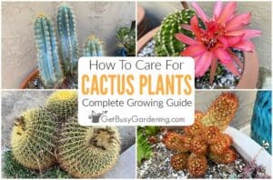 Cactus Care & Complete Growing Guide - Get Busy Gardening