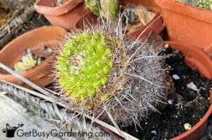 Cactus Care & Complete Growing Guide - Get Busy Gardening