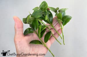 Propagating Lipstick Plant Aeschynanthus In Water Or Soil Get Busy