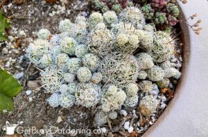 Cactus Care & Complete Growing Guide - Get Busy Gardening