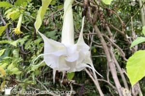 Angel’s Trumpet Care Guide: How To Grow Brugmansias - Get Busy Gardening