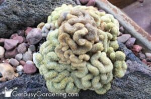 Cactus Care & Complete Growing Guide - Get Busy Gardening