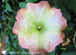 Angel’s Trumpet Care Guide: How To Grow Brugmansias - Get Busy Gardening