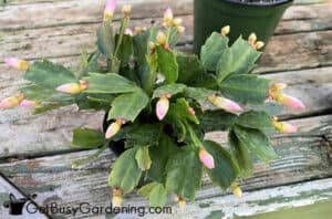 Reblooming Your Thanksgiving Cactus In 3 Easy Steps - Get Busy Gardening