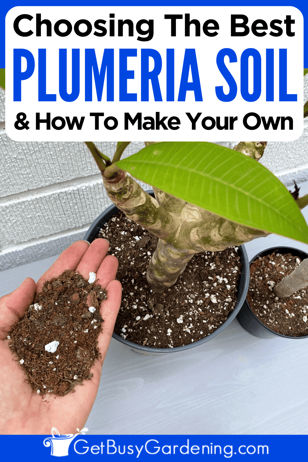 Plumeria Soil How To Choose The Best Frangipani Potting Mix Get Busy Plumeria Soil How To Choose The Best Frangipani Potting Mix Get Busy