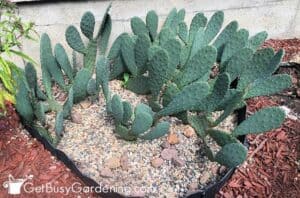 Cactus Care & Complete Growing Guide - Get Busy Gardening
