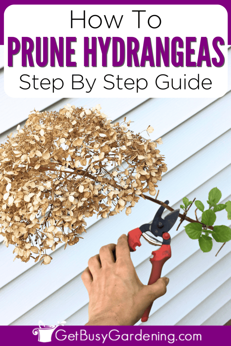 Pruning Hydrangeas: Complete Step-By-Step Guide - Get Busy Gardening