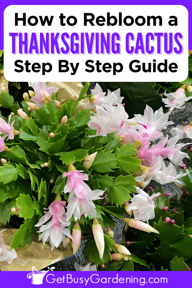 Reblooming Your Thanksgiving Cactus In 3 Easy Steps - Get Busy Gardening