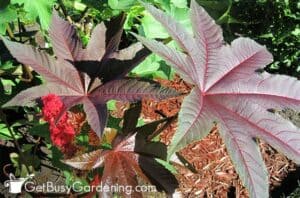 Castor Bean Plant Care Guide - How To Grow Ricinus communis - Get Busy ...