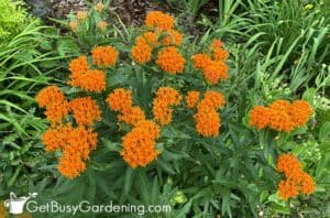 Butterfly Weed Care Guide - How To Grow Asclepias tuberosa - Get Busy ...