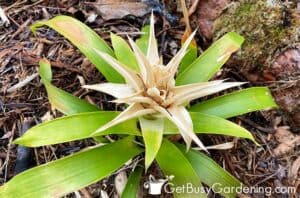 Bromeliad Flowers: When, How Often, & How Long They Bloom - Get Busy ...