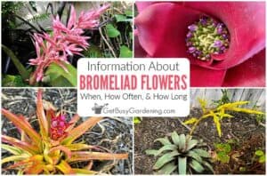 Bromeliad Flowers: When, How Often, & How Long They Bloom - Get Busy ...