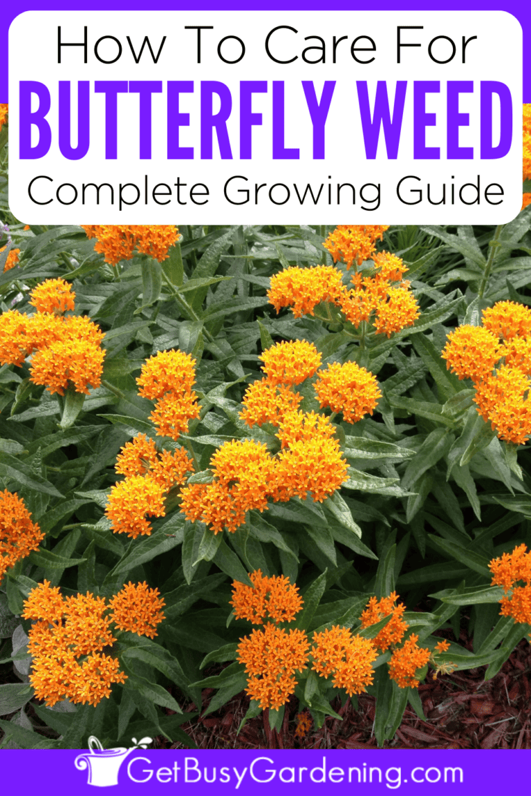 Butterfly Weed Care Guide - How To Grow Asclepias tuberosa - Get Busy ...