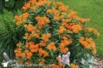 Butterfly Weed Care Guide - How To Grow Asclepias tuberosa - Get Busy ...