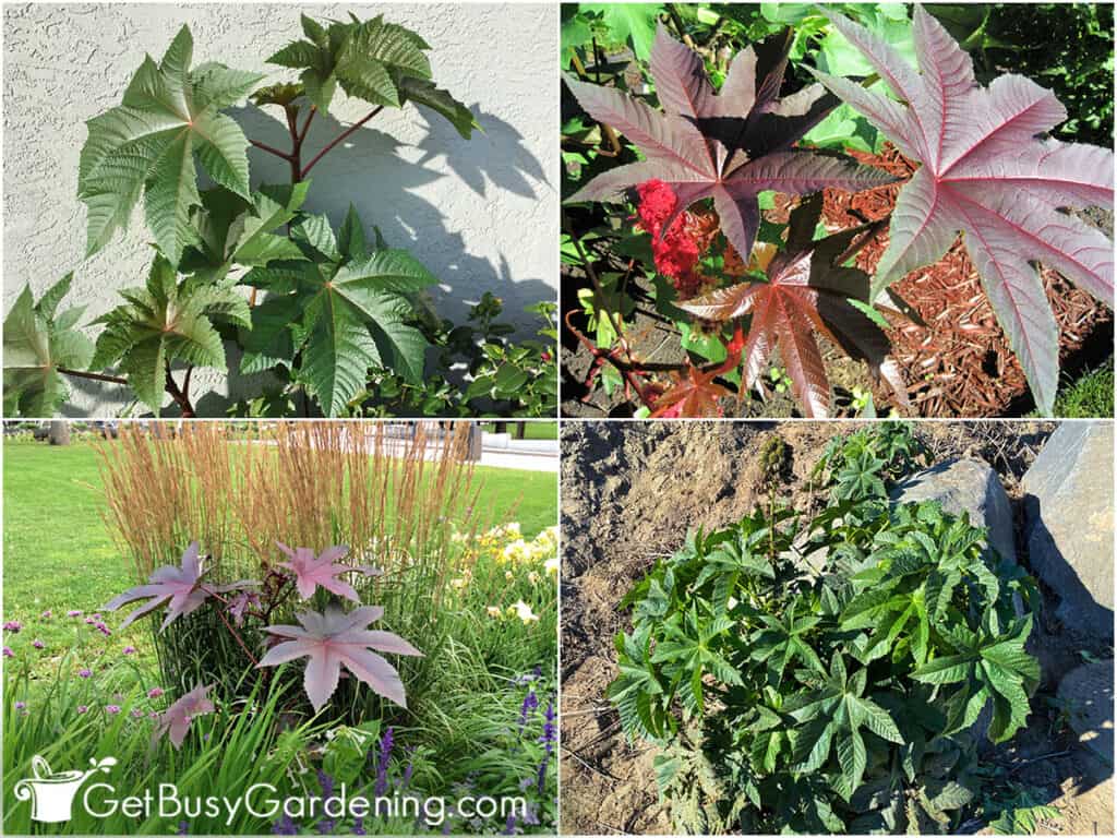 Castor Bean Plant Care Guide - How To Grow Ricinus communis - Get Busy ...
