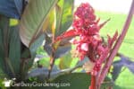 Castor Bean Plant Care Guide - How To Grow Ricinus communis - Get Busy ...