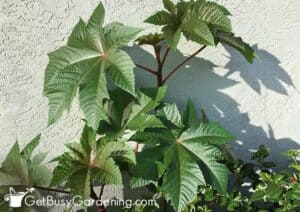 Castor Bean Plant Care Guide - How To Grow Ricinus communis - Get Busy ...