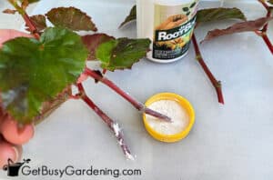 Propagating Begonias In Water Or Soil (6 Easy Steps!) - Get Busy Gardening