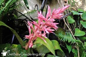 Bromeliad Flowers: When, How Often, & How Long They Bloom - Get Busy ...