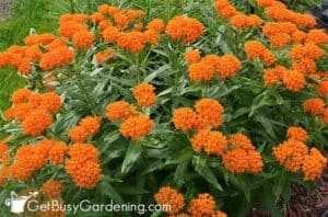 Butterfly Weed Care Guide - How To Grow Asclepias tuberosa - Get Busy ...