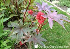 Castor Bean Plant Care Guide - How To Grow Ricinus communis - Get Busy ...