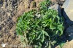 Castor Bean Plant Care Guide - How To Grow Ricinus communis - Get Busy ...
