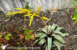 Bromeliad Flowers: When, How Often, & How Long They Bloom - Get Busy ...