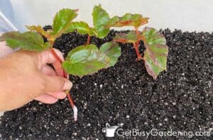 Propagating Begonias In Water Or Soil (6 Easy Steps!) - Get Busy Gardening