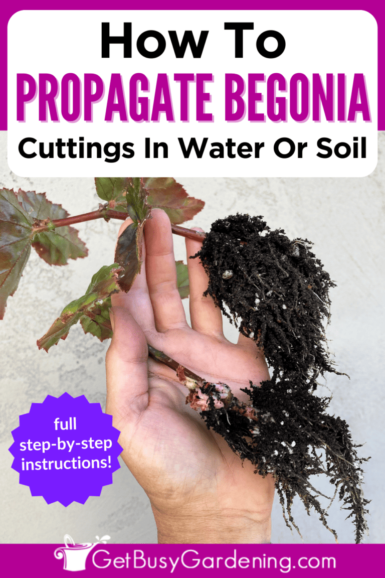 Propagating Begonias In Water Or Soil (6 Easy Steps!) - Get Busy Gardening