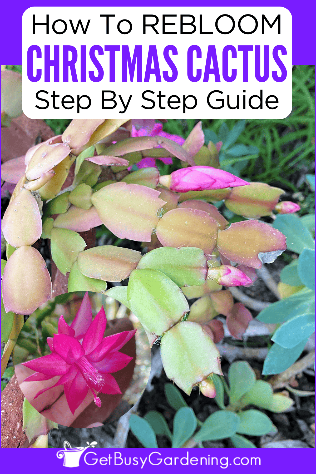 Reblooming Your Christmas Cactus In 3 Easy Steps - Get Busy Gardening