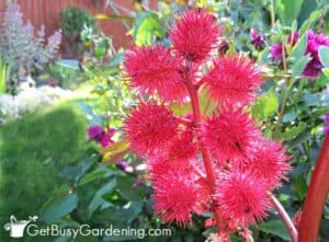 Castor Bean Plant Care Guide - How To Grow Ricinus communis - Get Busy ...
