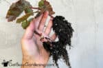 Propagating Begonias In Water Or Soil (6 Easy Steps!) - Get Busy Gardening